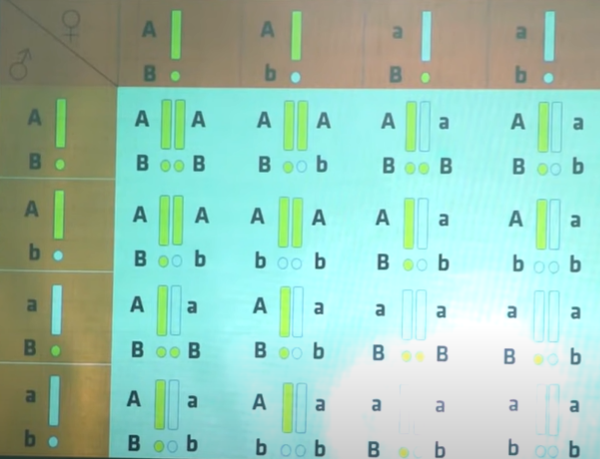 Nội dung và ý nghĩa quy luật phân li độc lập của Menđen là gì?